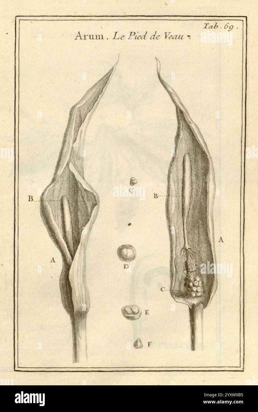 Le pied de vau hi-res stock photography and images - Alamy