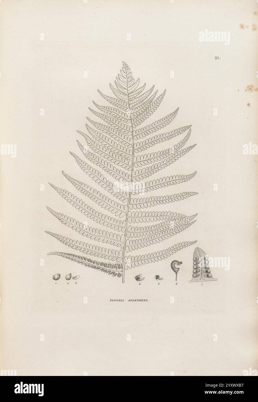Respective botanical nomenclature hi-res stock photography and images ...