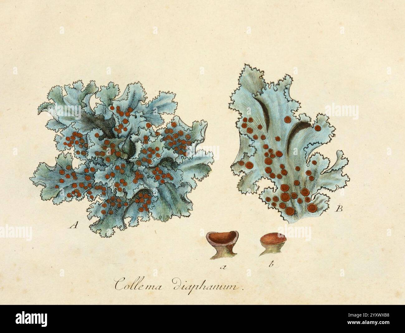 Lichen species collema digitatum hi-res stock photography and images ...