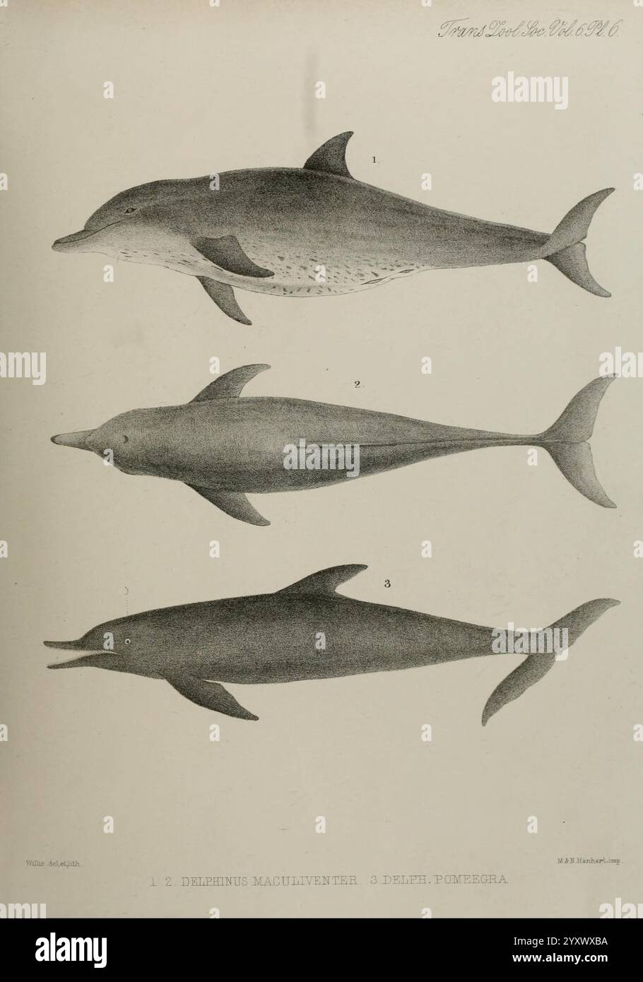 Topmost figure showcases hi-res stock photography and images - Alamy