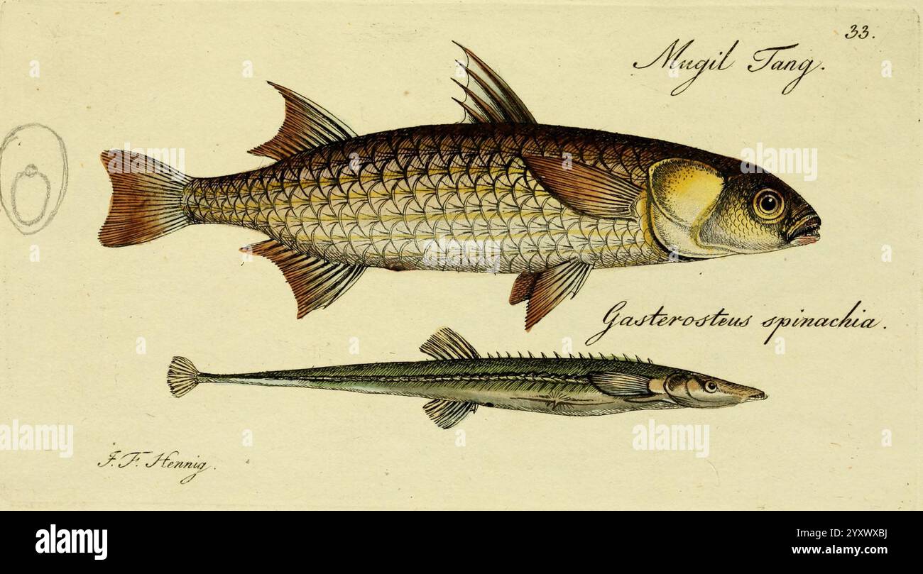 Sticklebacks mugilcephalus spinachia spinachia gasterosteus spin hi-res ...