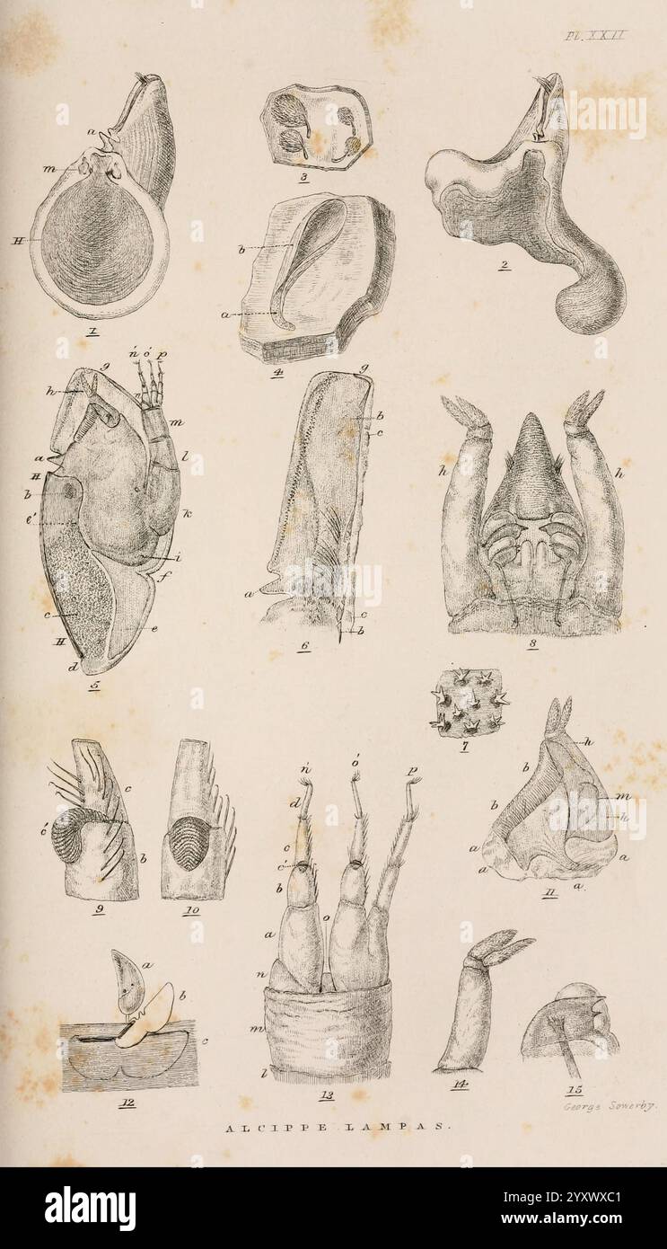 Understanding organismal structure hi-res stock photography and images ...