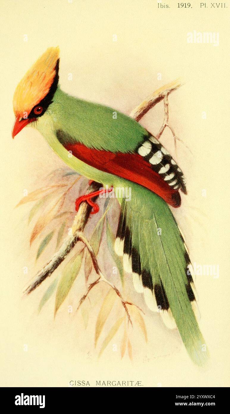 All highlighted with bright yellow and red colors hi-res stock ...