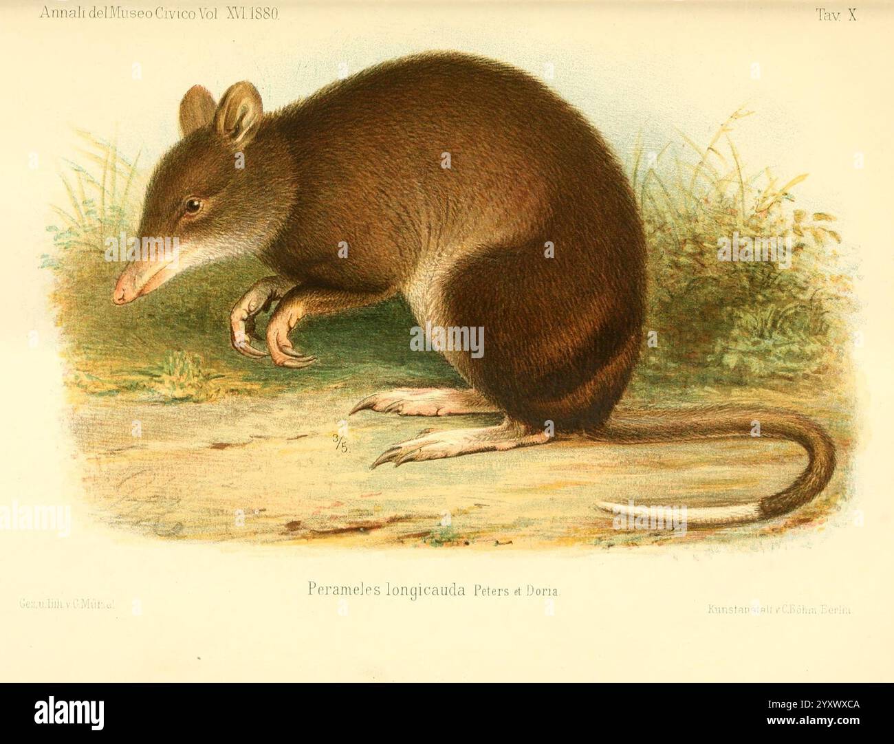 Featuring robust limbs hi-res stock photography and images - Alamy