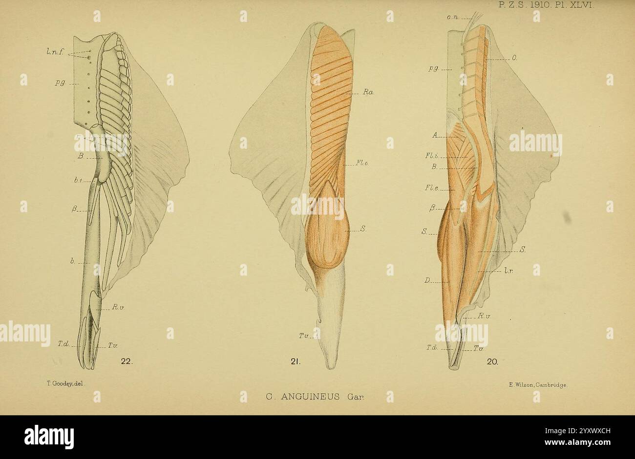 Fin configurations hi-res stock photography and images - Alamy