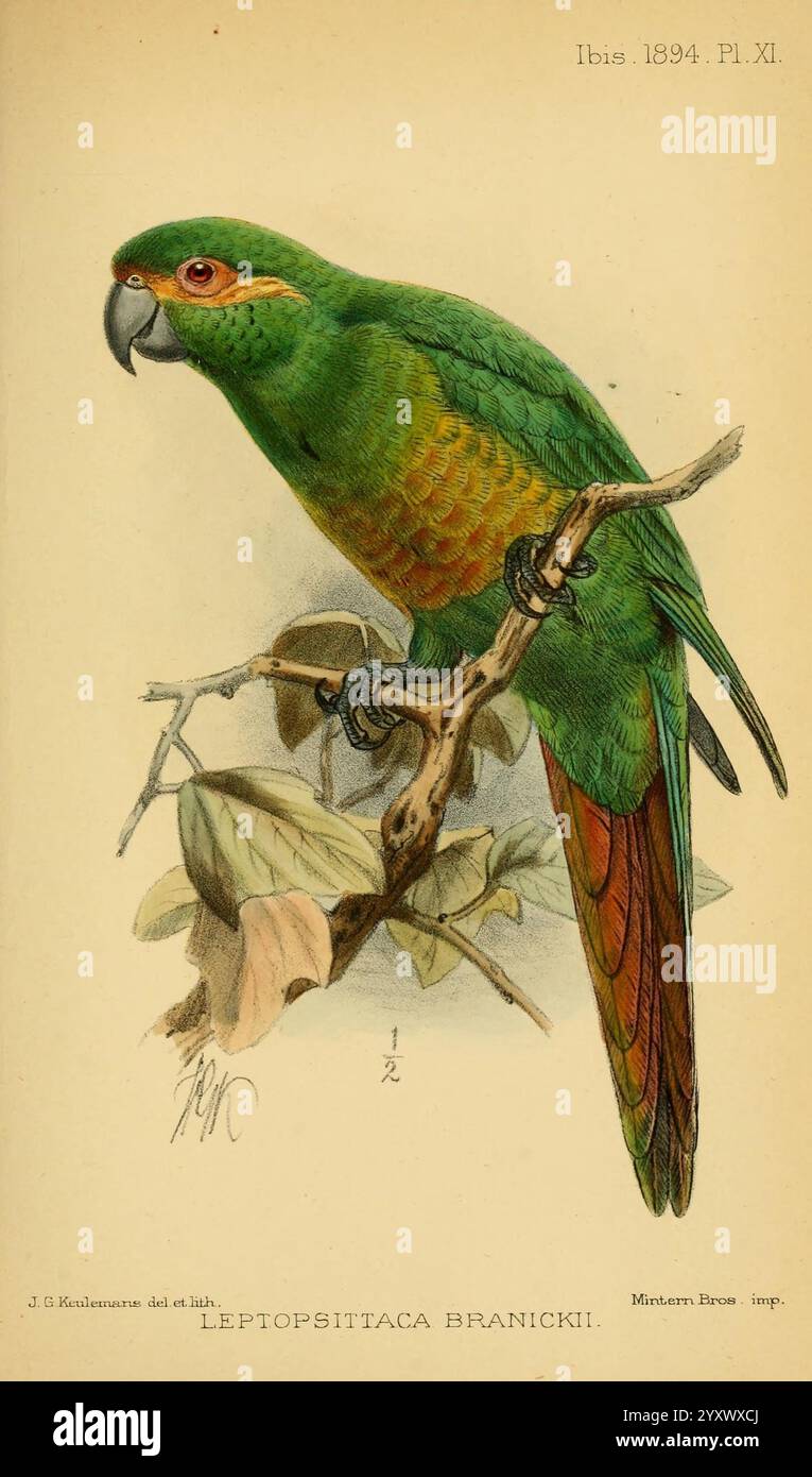 Vibrant green parrot striking orange hi-res stock photography and ...