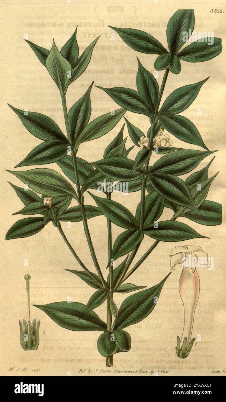 Lower inset highlights hi-res stock photography and images - Alamy