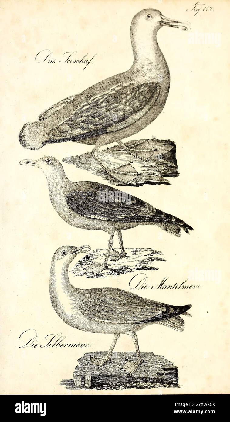 Das albatros hi-res stock photography and images - Alamy
