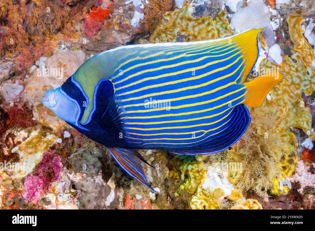 emperor angelfish, Pomacanthus imperator, Mabini, Anilao, Batangas ...