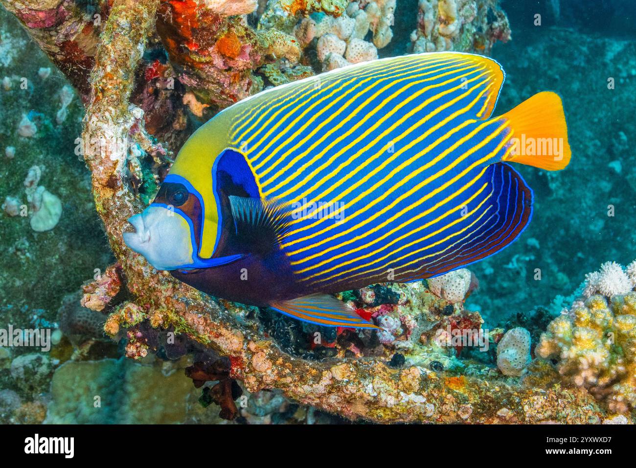 Imperator ship hi-res stock photography and images - Alamy