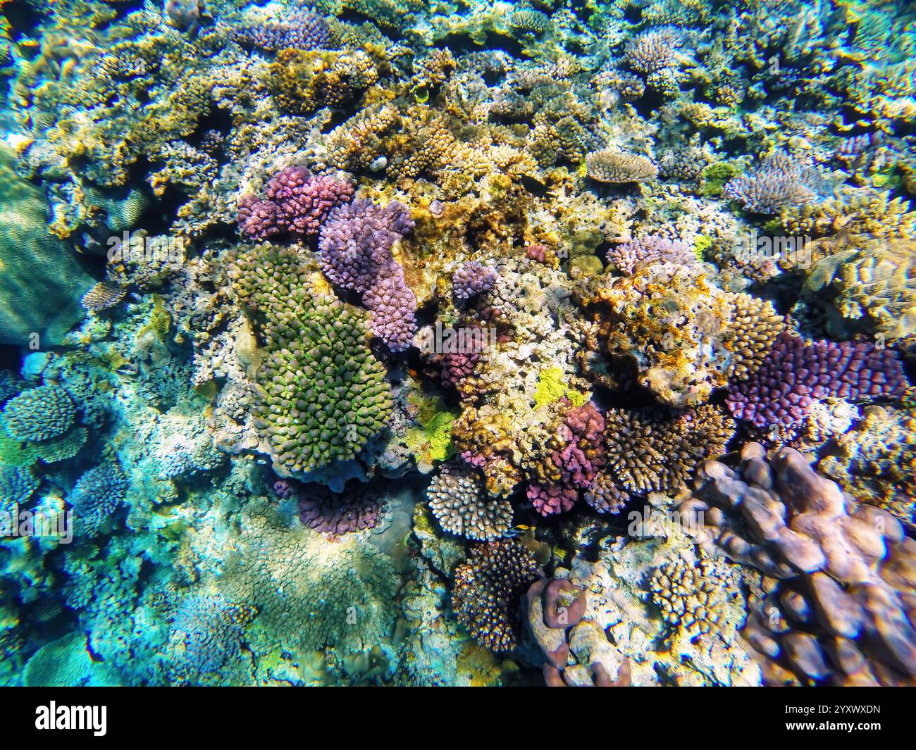 Coral reef off the coast of Gee island in Ouvea lagoon, Loyalty Islands ...