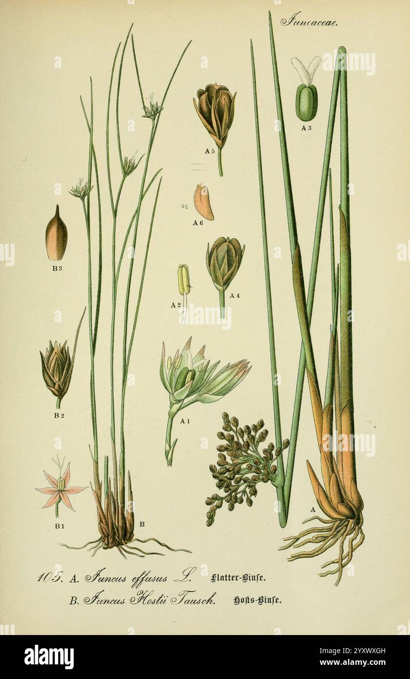 Leaves exhibit different shapes hi-res stock photography and images - Alamy