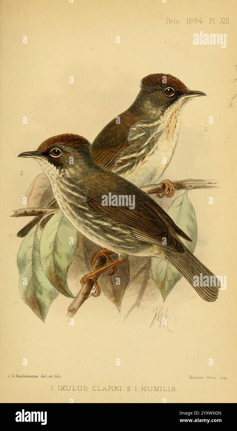 Scientific names ixulus clarkii hi-res stock photography and images - Alamy