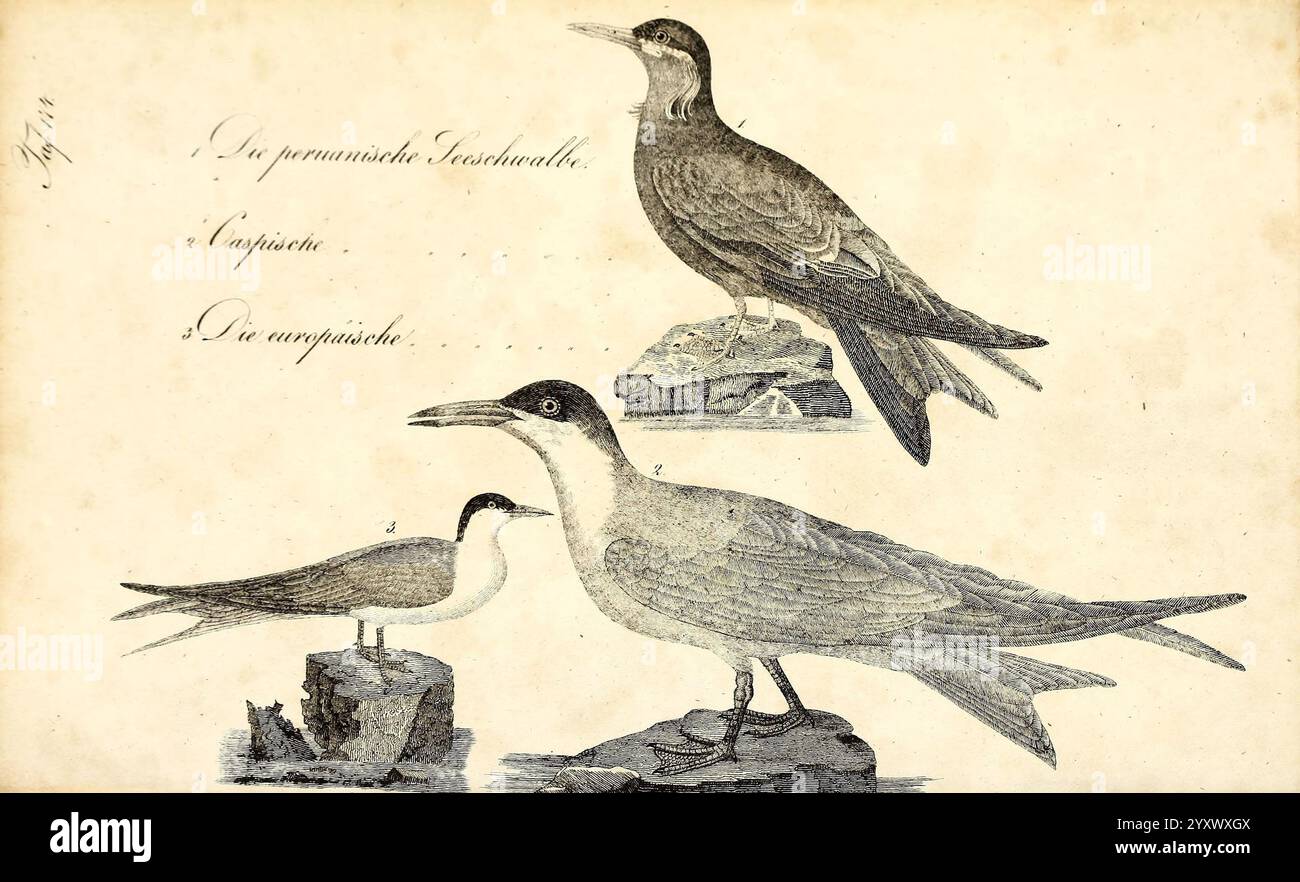 Detailed depiction of three distinct bird species hi-res stock ...