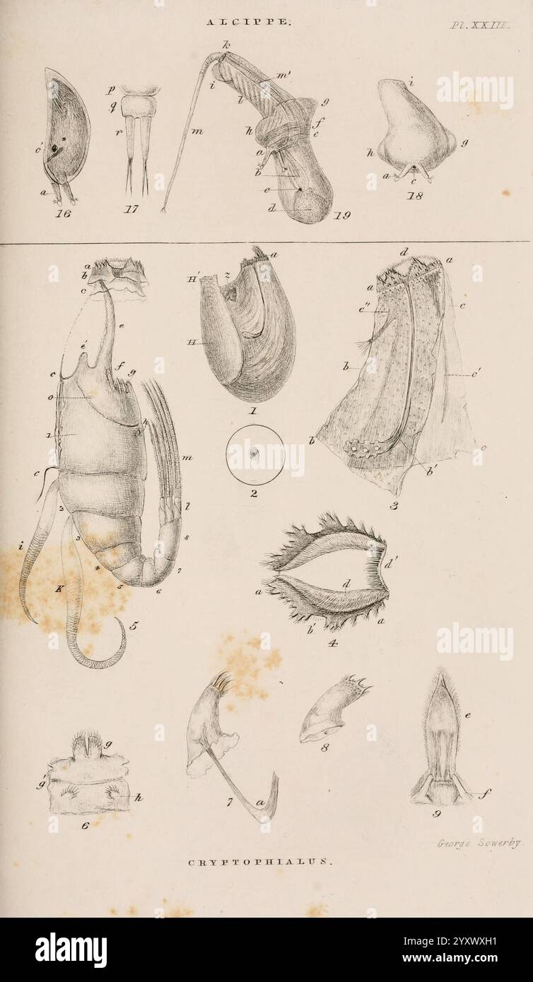 A monograph on the sub-class Cirripedia, London, Ray Society, 1851-54 ...