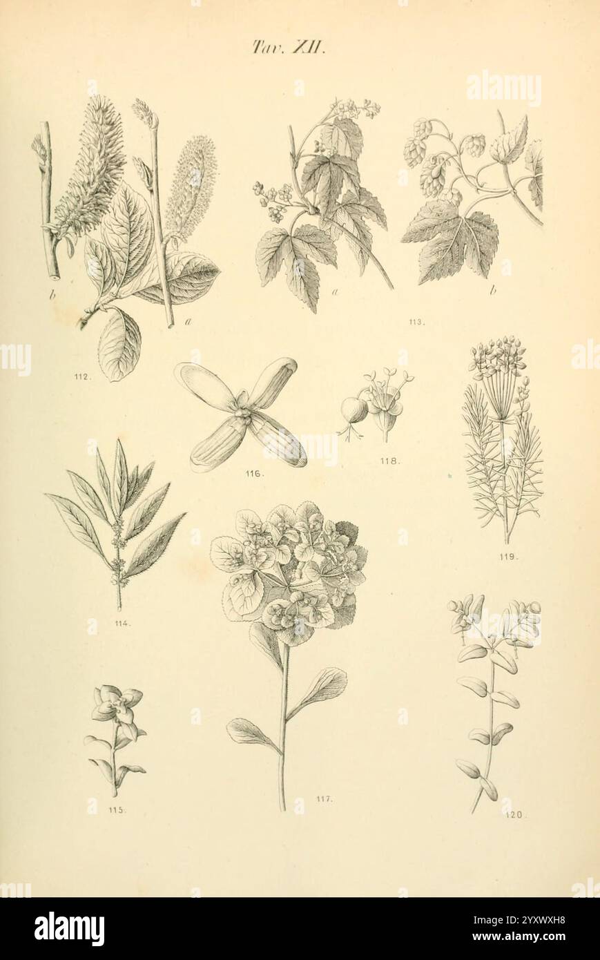 Flora, Marchigiana, Pesaro, Premiato, Stab, Tipo, Lit, Federici, 1890 ...