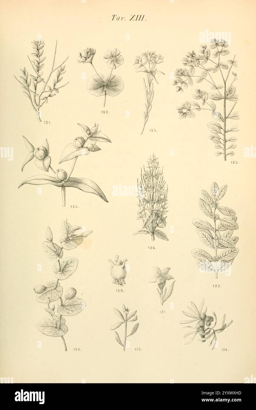 Broader leaf structures hi-res stock photography and images - Alamy