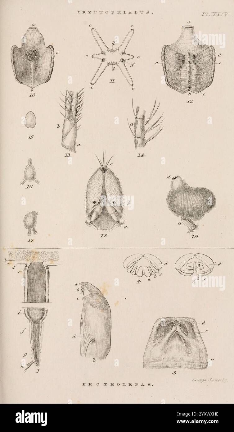 A monograph on the sub-class Cirripedia, London, Ray Society, 1851-54 ...