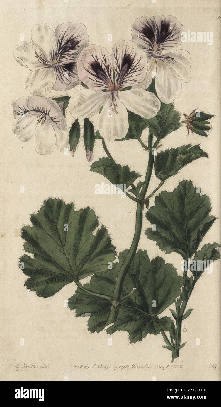 Geraniaceae, London, Printed for James Ridgway, Piccadilly, 1820-1830 ...