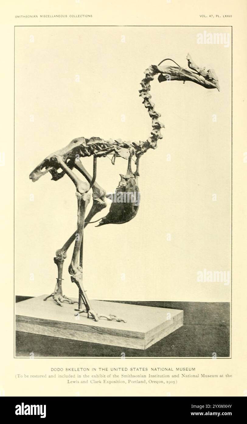 Understanding avian anatomy hi-res stock photography and images - Alamy