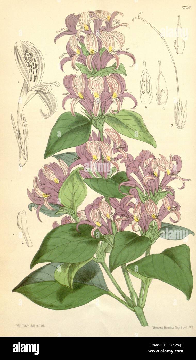 Curtis's Botanical Magazine, London, New York, botanical illustration ...