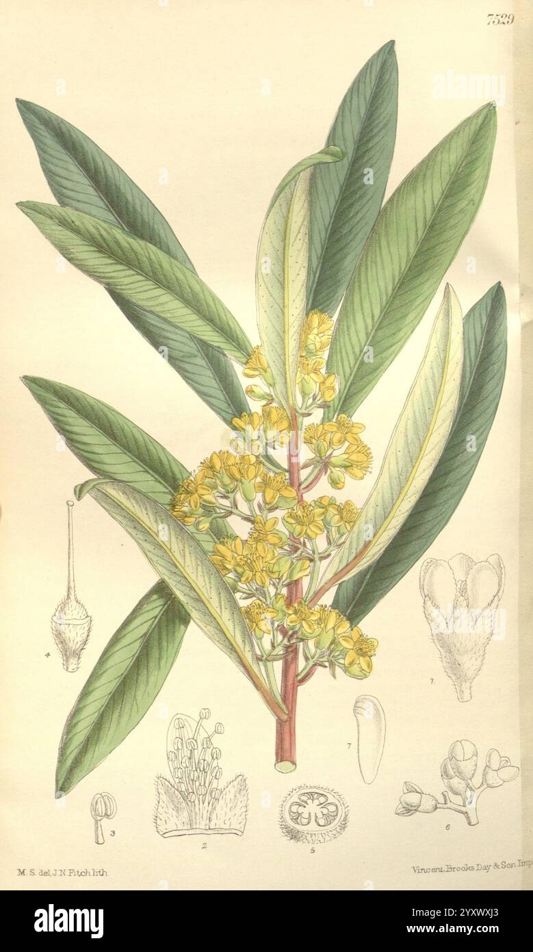 Highlighting various botanical structures hi-res stock photography and ...