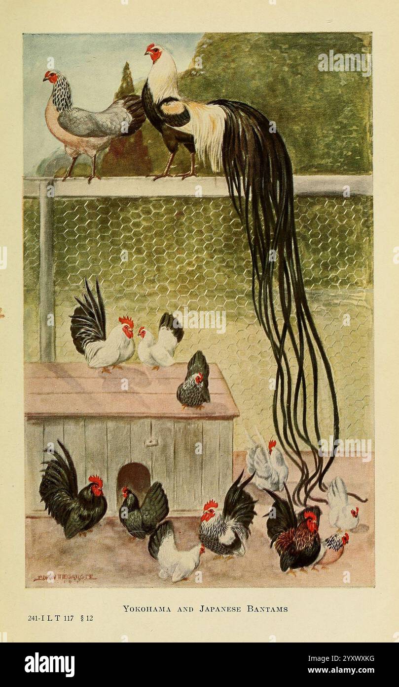 Decorative chicken coop hi-res stock photography and images - Alamy