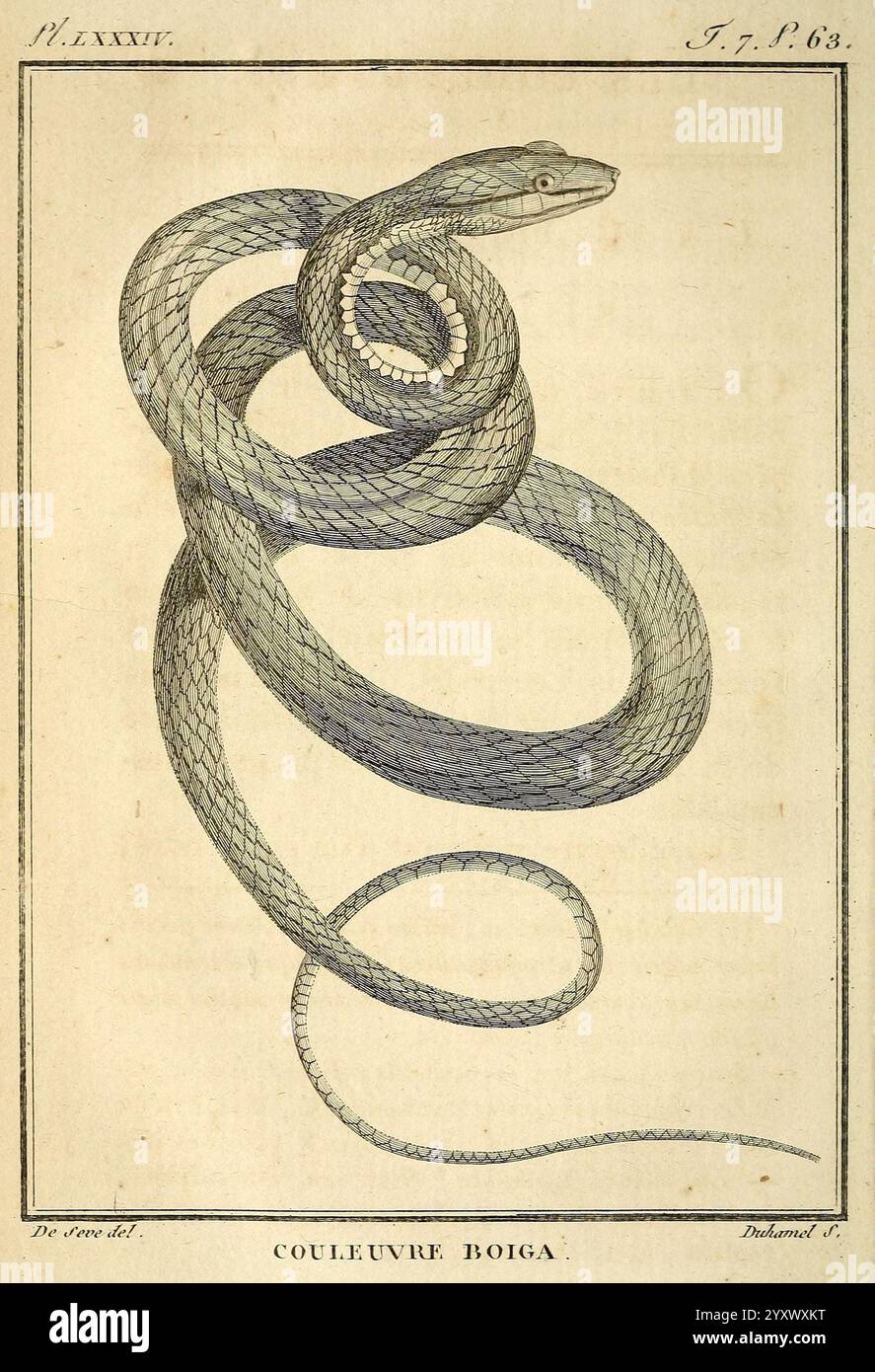 Snakes sinuous form hi-res stock photography and images - Alamy