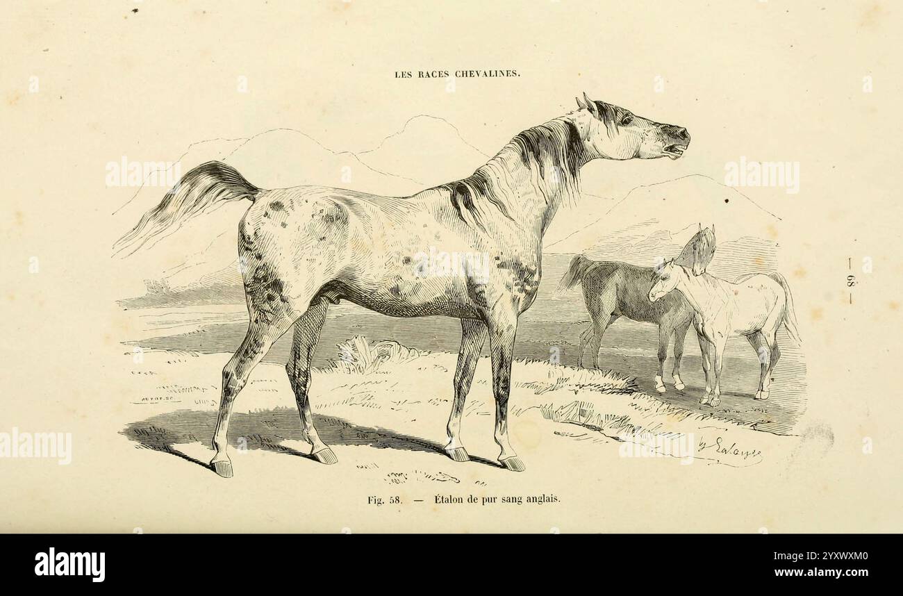 Horse with distinctive spotted coat hi-res stock photography and images ...