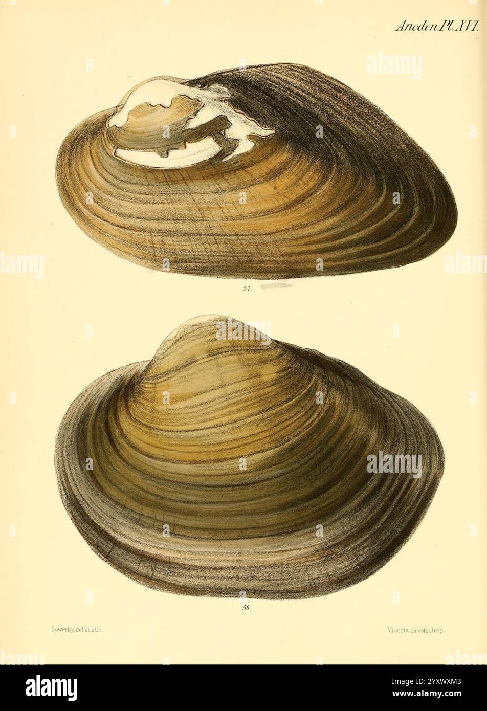 Conchologia iconica, or Illustrations of the Shells of Molluscous ...