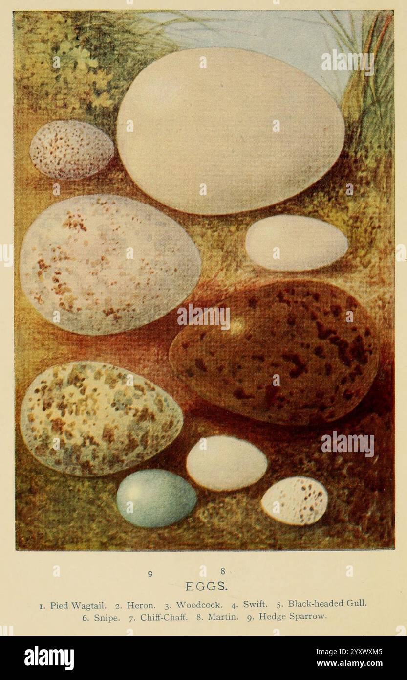 Birds' nests, Eggs, Egg-collecting, 1896, Birds, Eggs, Great Britain ...