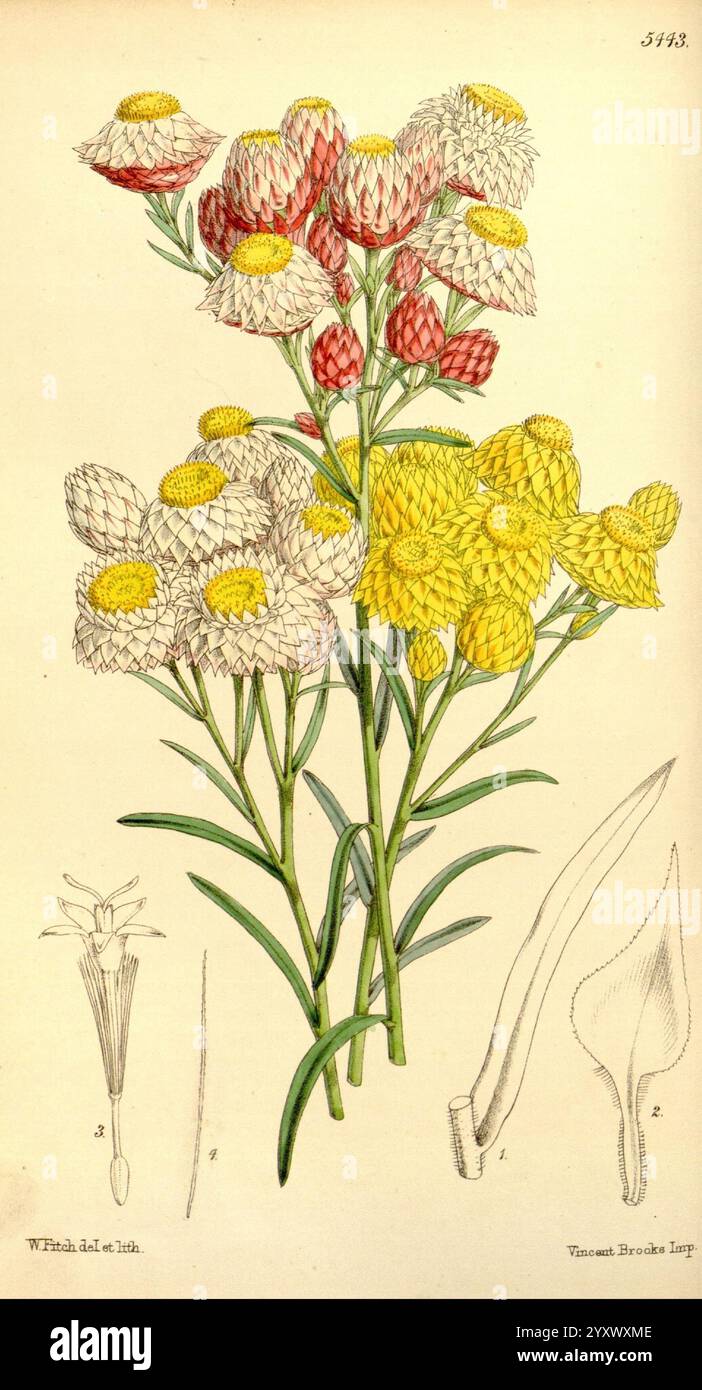 Waitzia corymbosa hi-res stock photography and images - Alamy