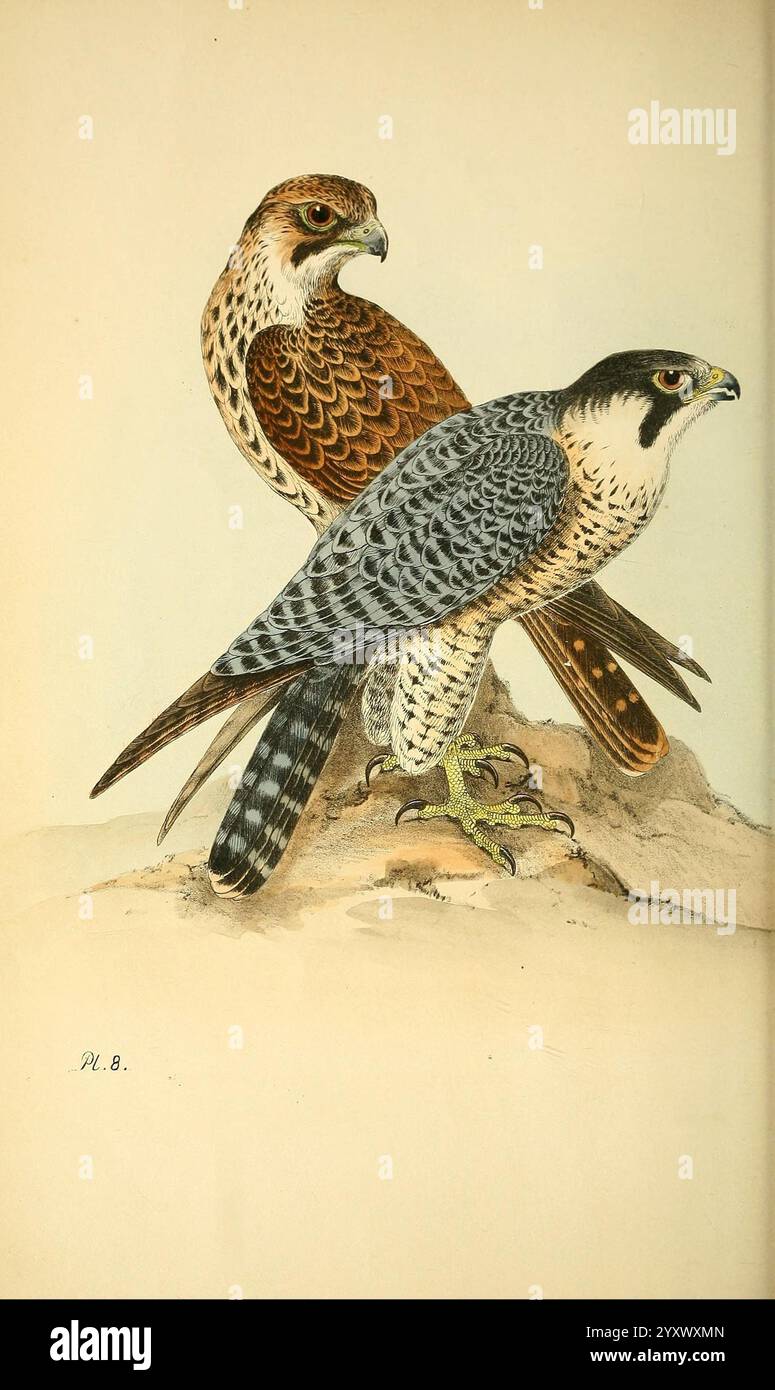 Barring pattern hi-res stock photography and images - Alamy