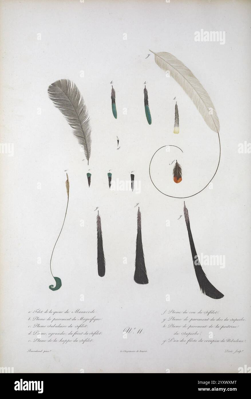 Chez perlet 1806 birds french language pictorial works hi-res stock ...