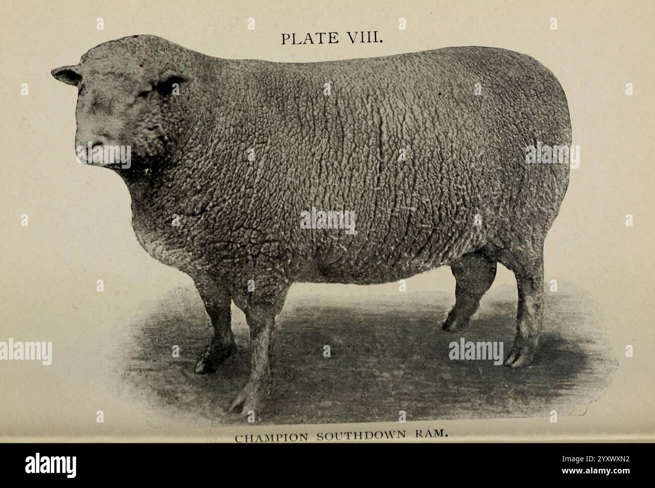 Biggle sheep book, Philadelphia, Wilmer Atkinson co, 1912. Sheep ...