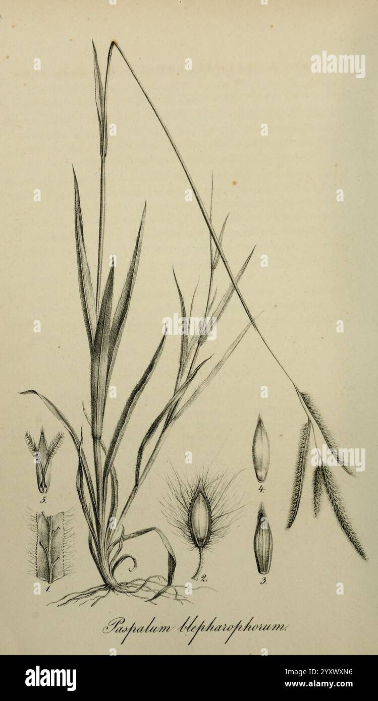 Labeled figure depicts unique features hi-res stock photography and ...