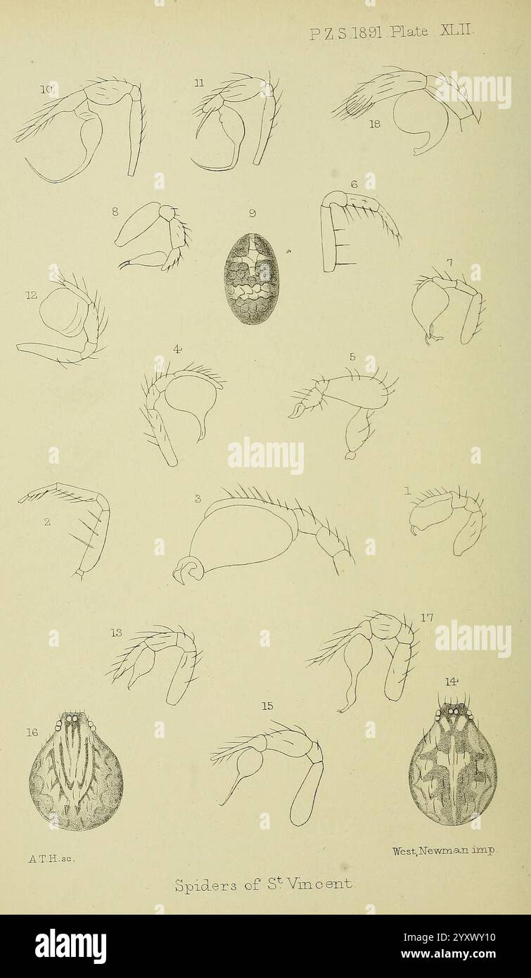 Spiders body viewed hi-res stock photography and images - Alamy
