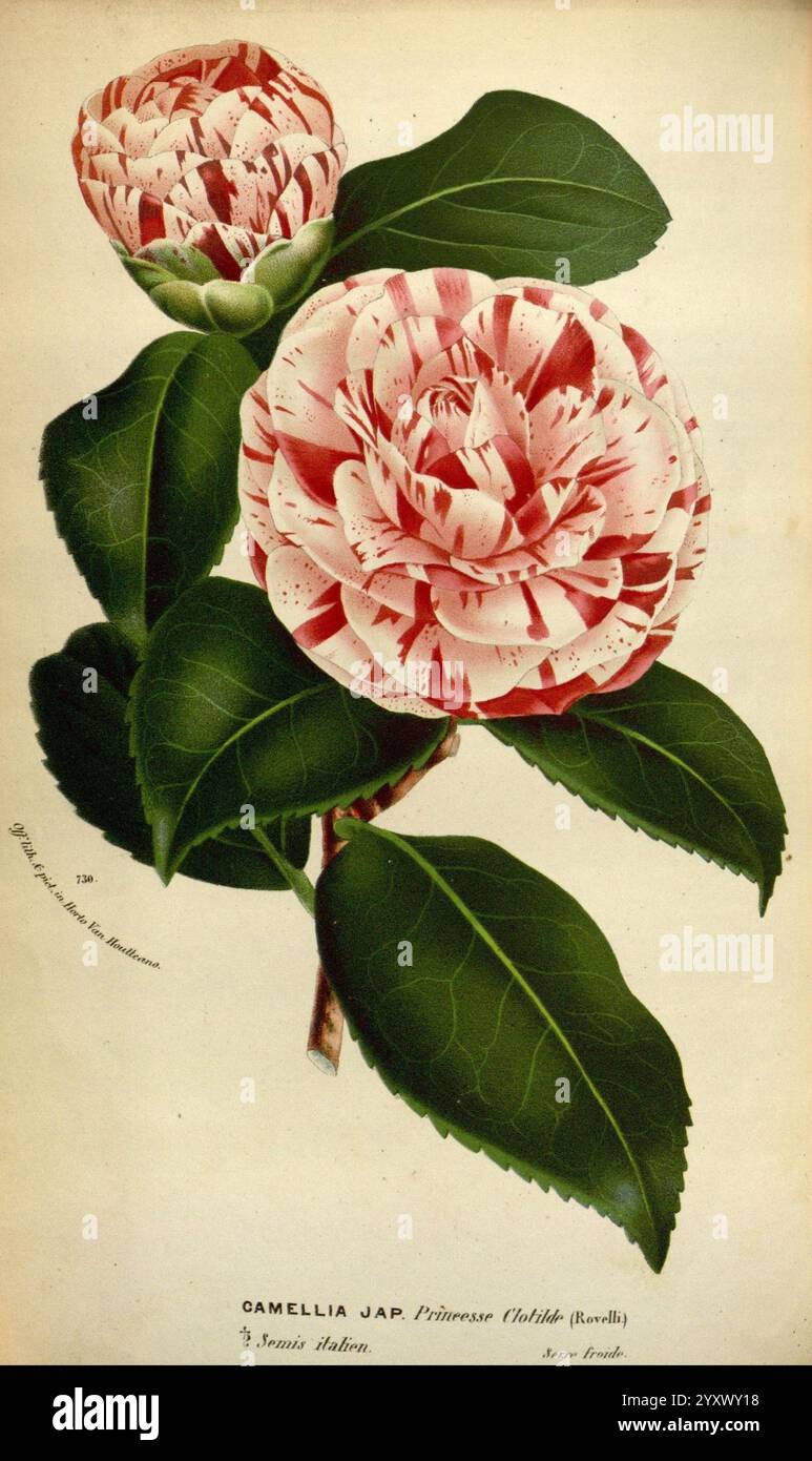 Camellia japonica var clotilde hi-res stock photography and images - Alamy