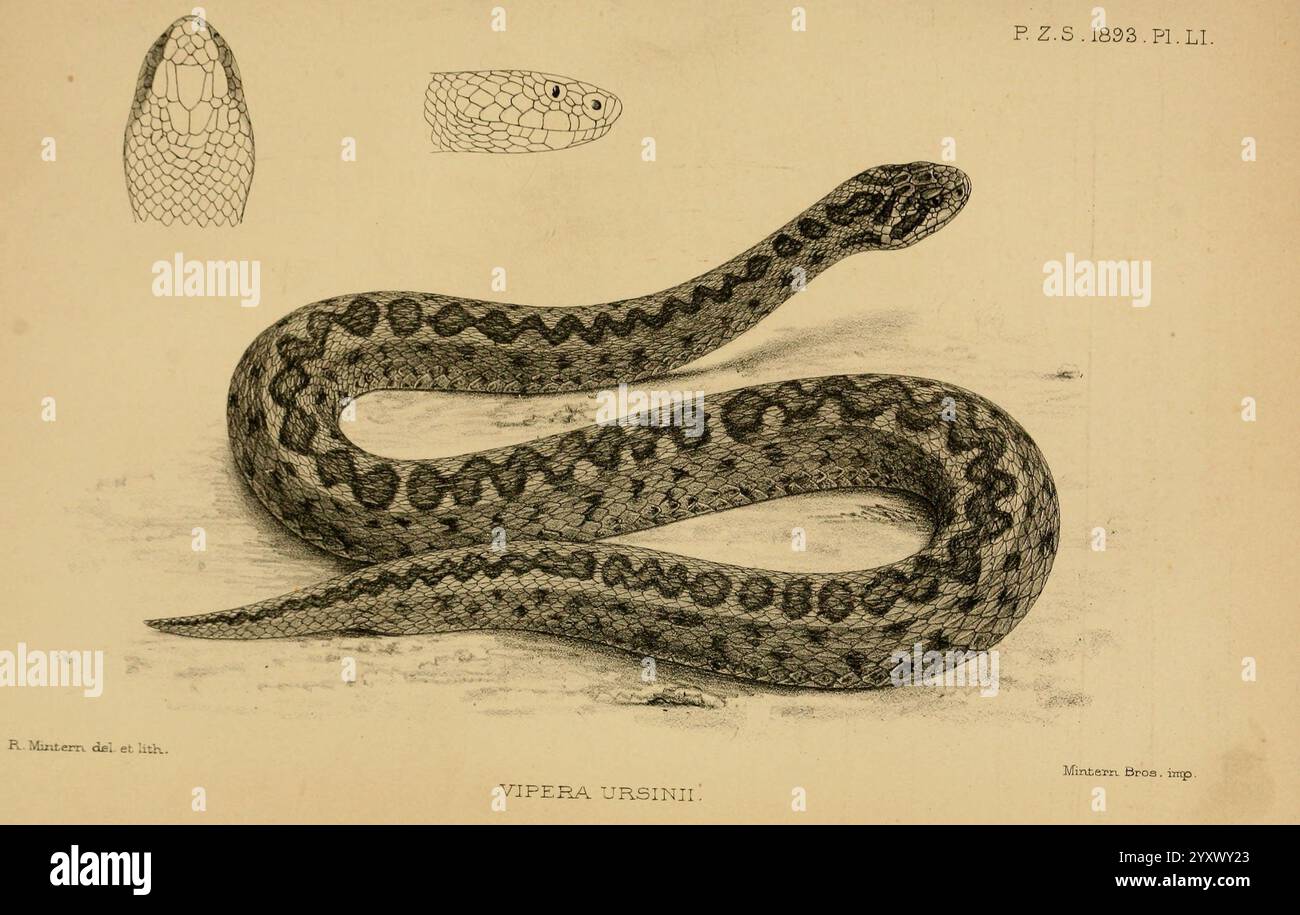 Proceedings of the Zoological Society of London, Academic Press,1833 ...