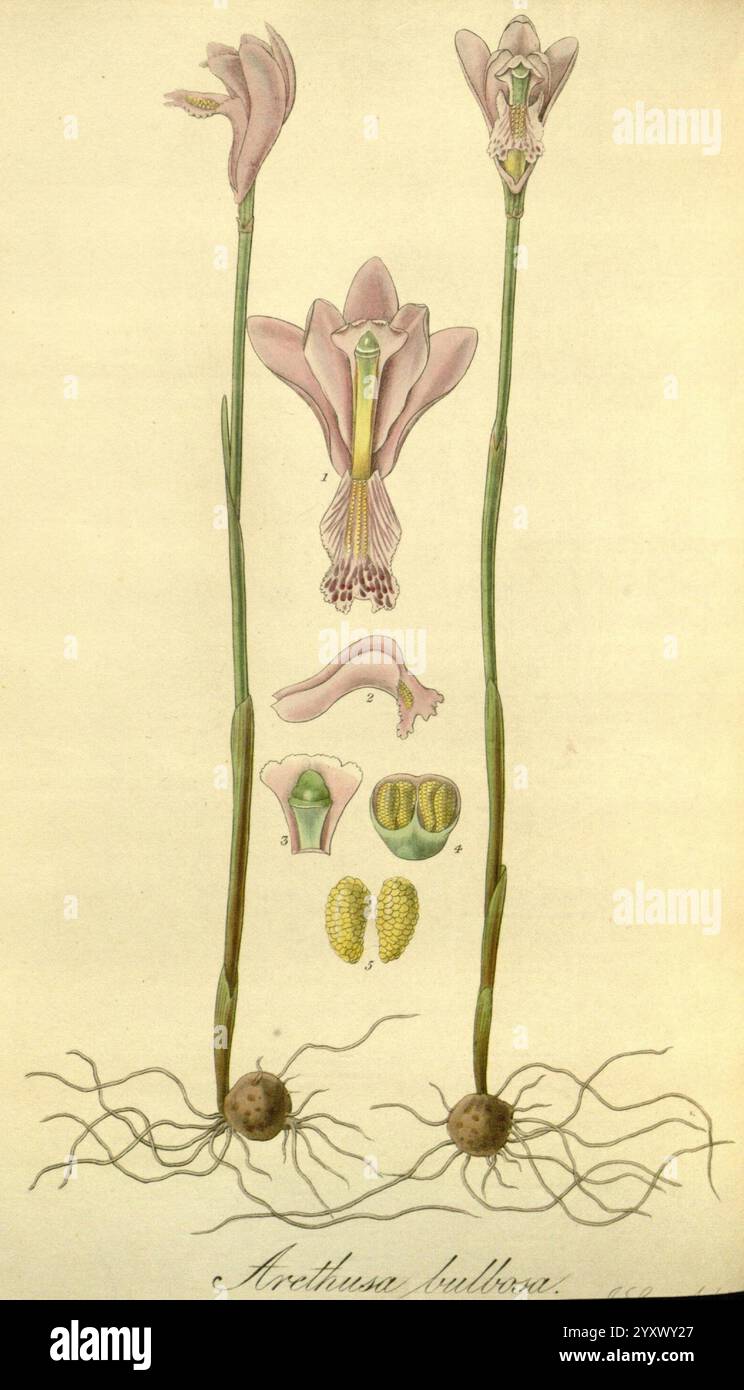 Plants underground characteristics hi-res stock photography and images ...