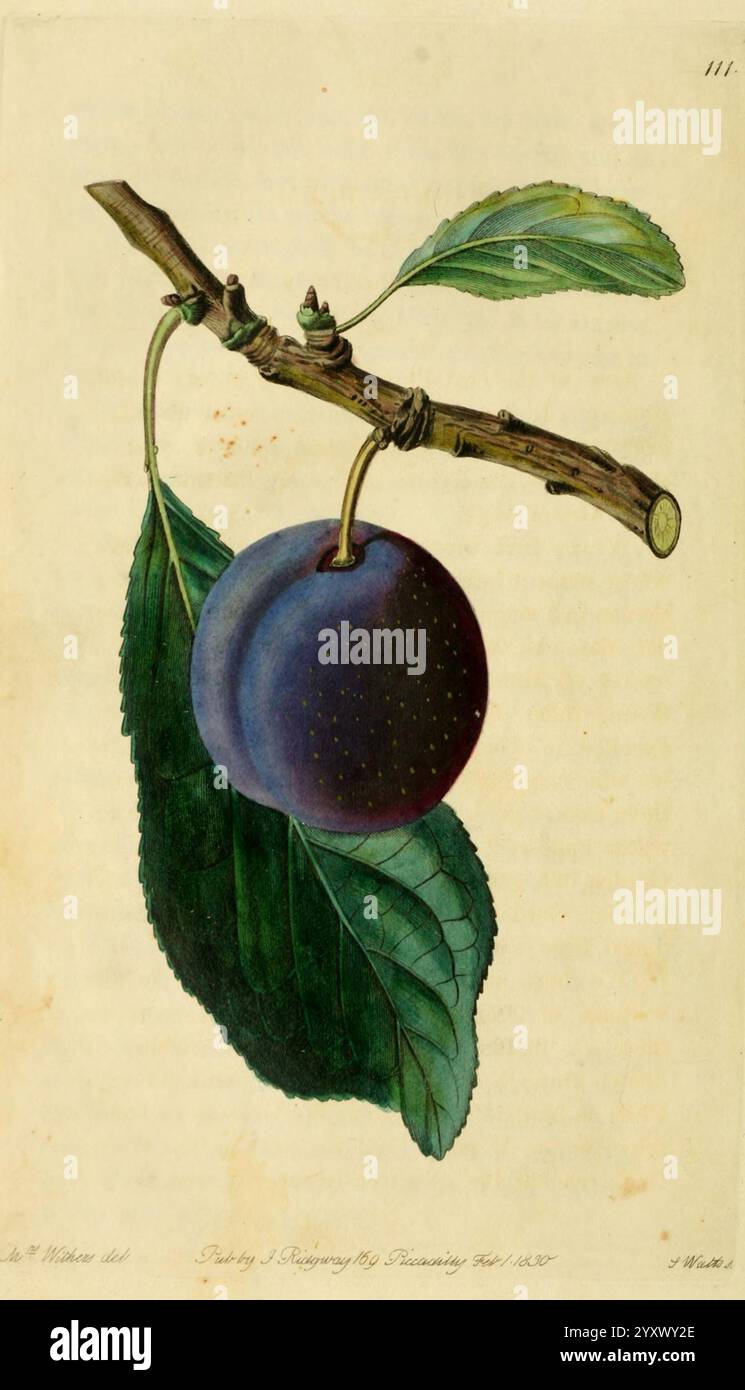 Plum exhibits hi-res stock photography and images - Alamy