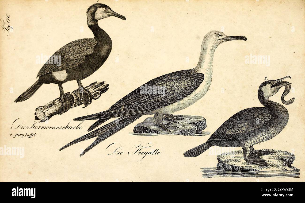 Bottom bird displays hi-res stock photography and images - Alamy