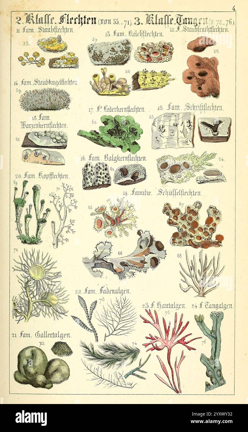 Detailed illustration features various marine life forms hi-res stock ...