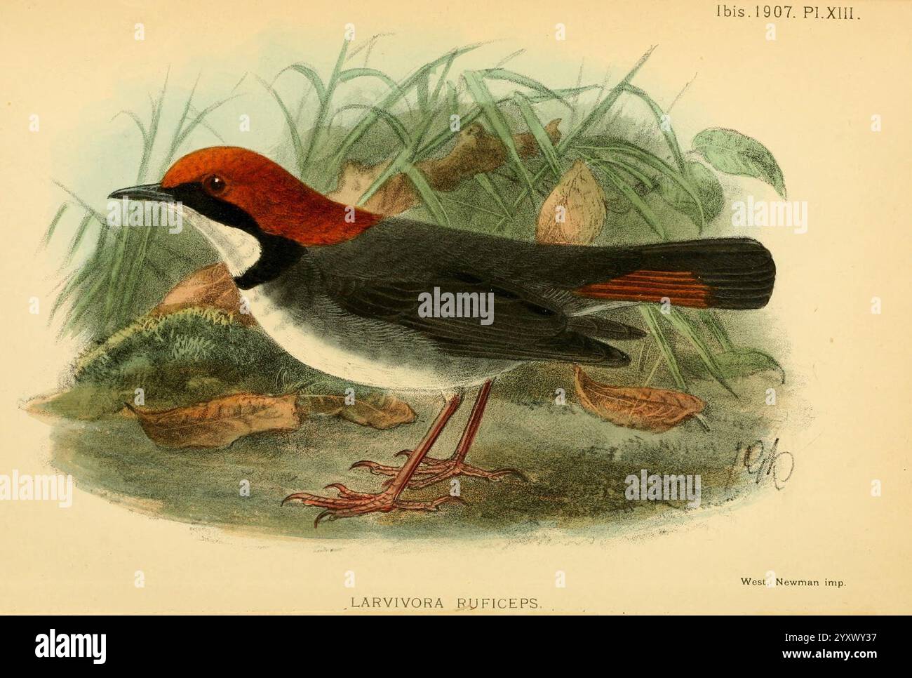 Slender bird showcases hi-res stock photography and images - Alamy