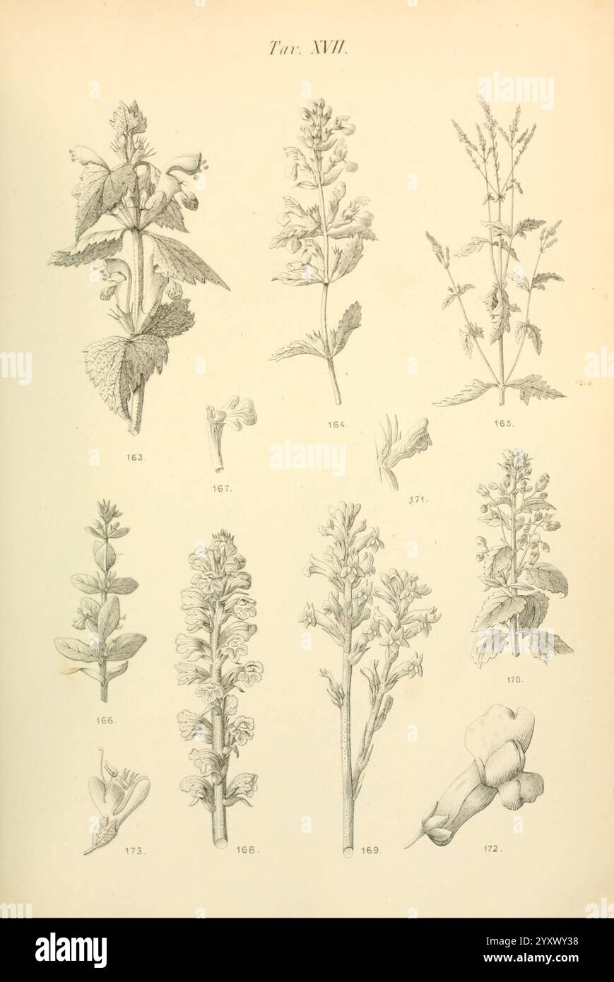 Flora marchigiana Pesaro Premiato stab. tipo-lit. Federici 1890-1891 ...