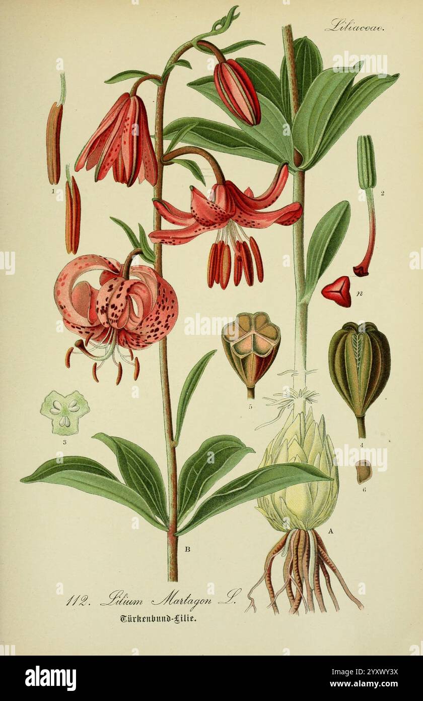 Distinctive reflexed petals hi-res stock photography and images - Alamy