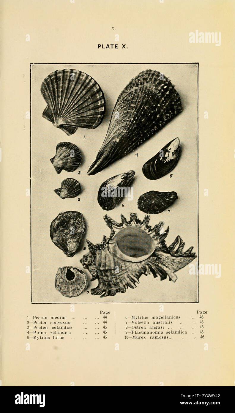 Pecten zelandica hi-res stock photography and images - Alamy