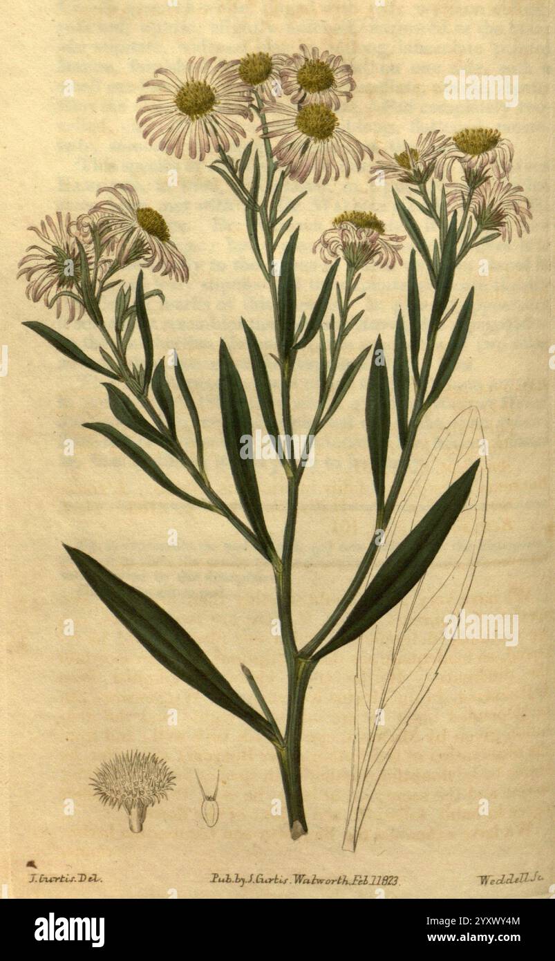 Curtis's Botanical Magazine, London, New York, botanical illustration ...