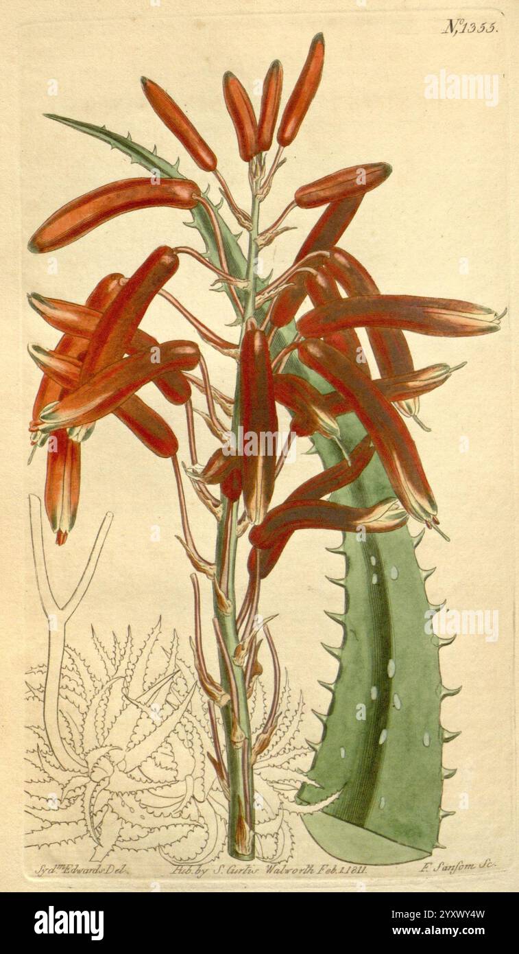 Curtis's Botanical Magazine London, New York Botanical Illustration ...