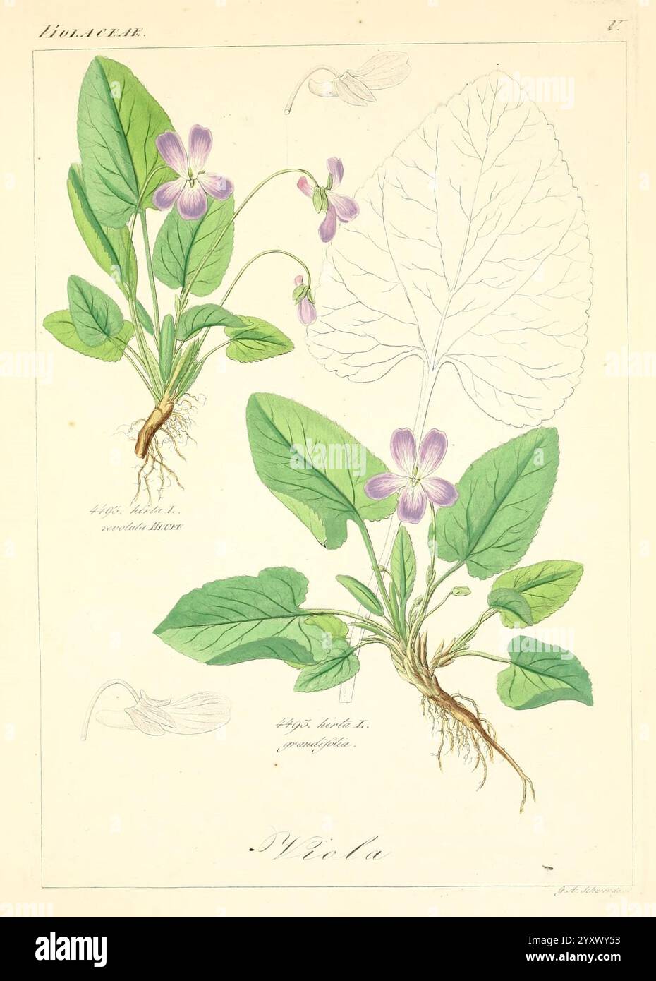 Two distinct species of violets hi-res stock photography and images - Alamy